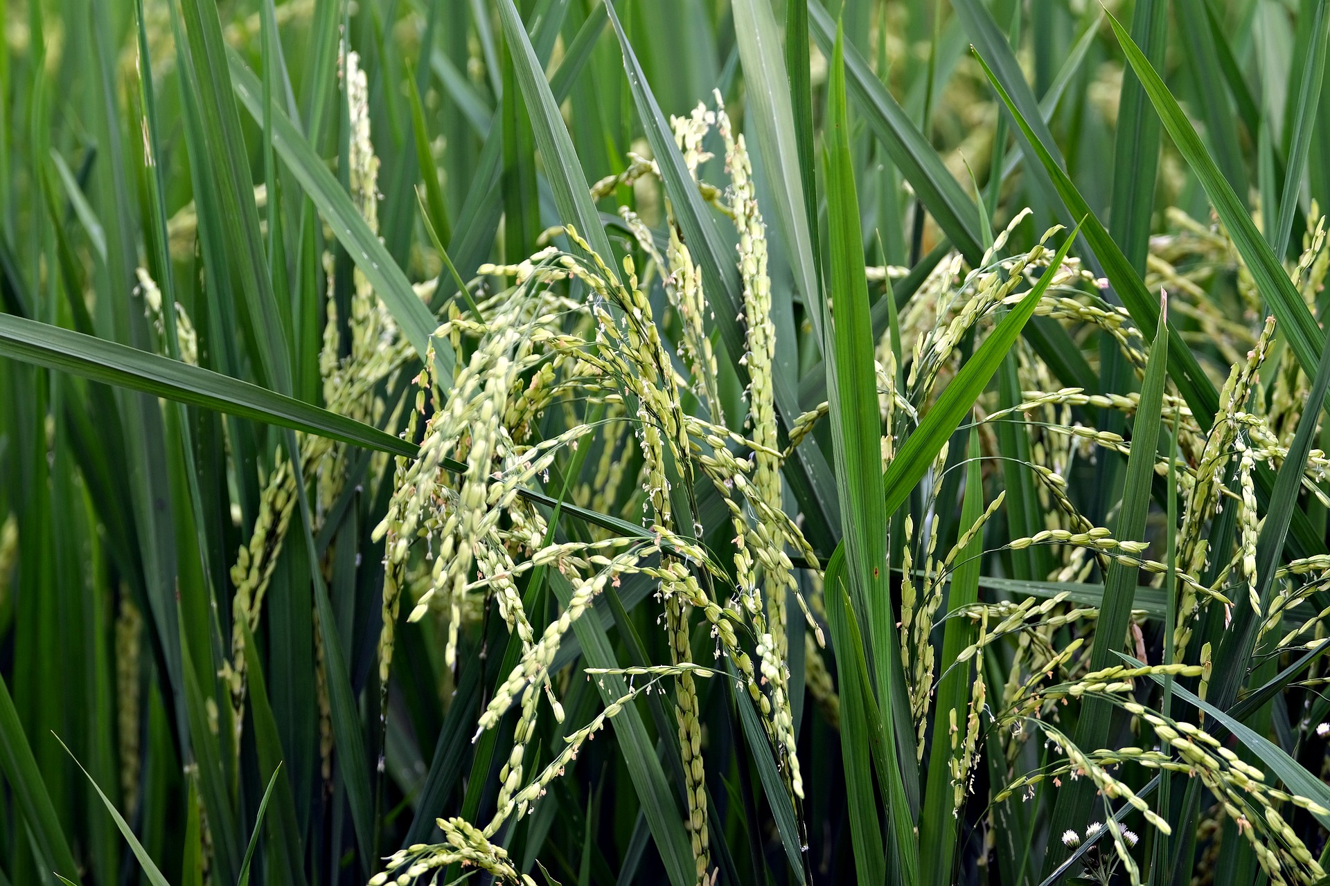 Growing Rice in Containers: A Complete Guide – All Garden Talk